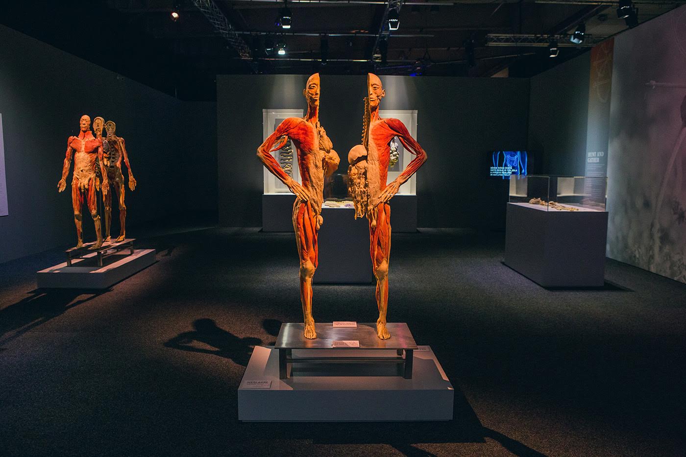 Výstava Body The Exhibition odhaluje největší tajemstvi fungování ...